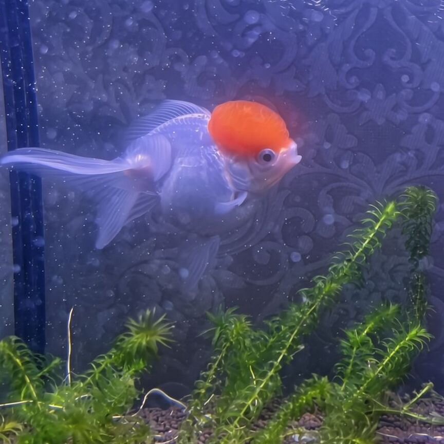 Золотая рыба