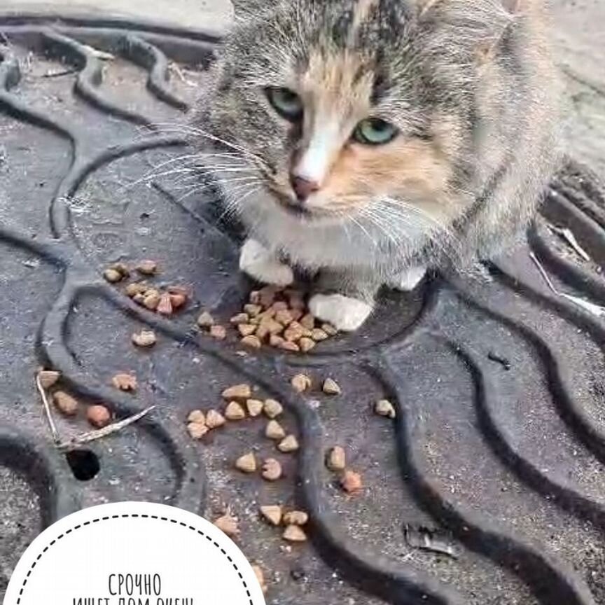Кошка ищет дом