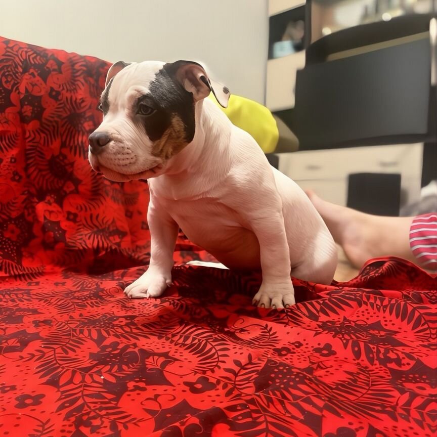 Американский булли, щенок