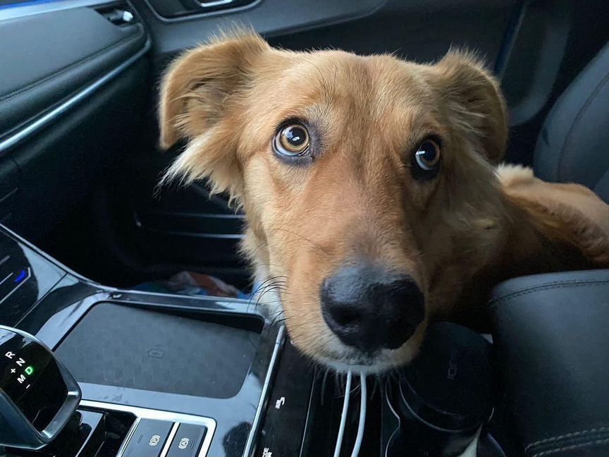 Тобик ищет дом