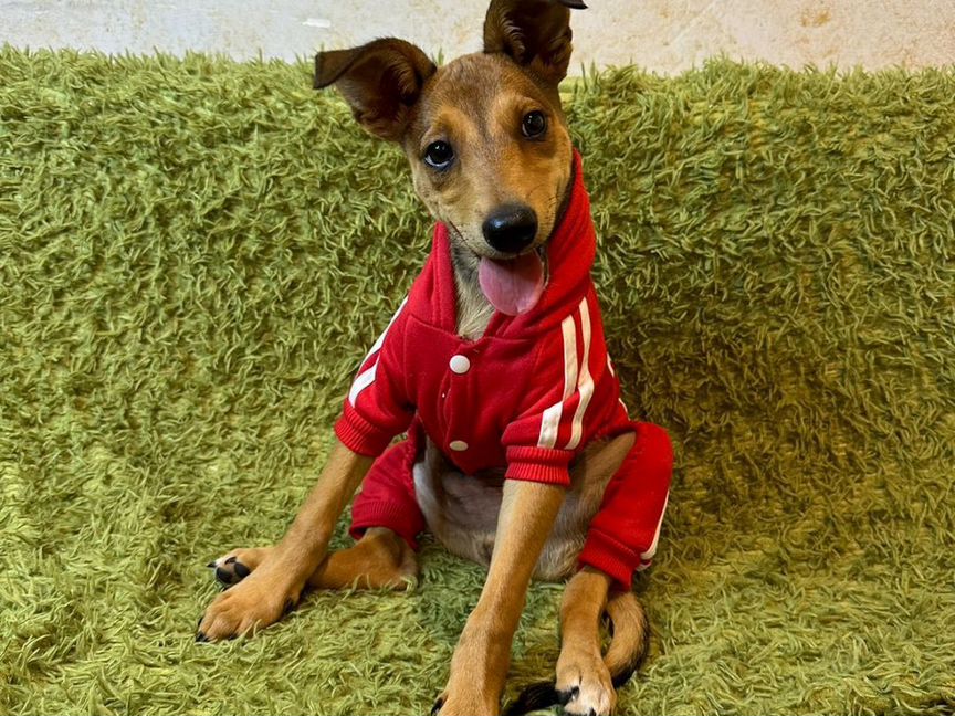 Небольшая собачка в добрые руки