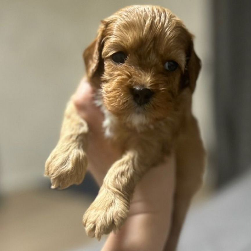 Кавапу, щенок