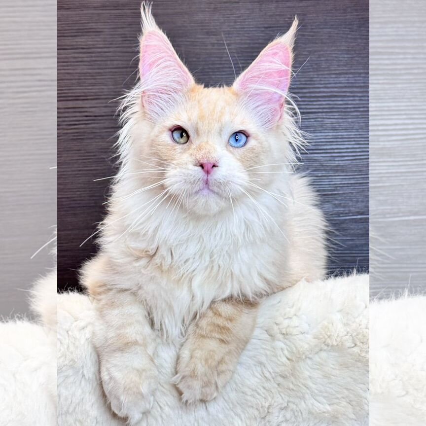Мейн-кун котёнок