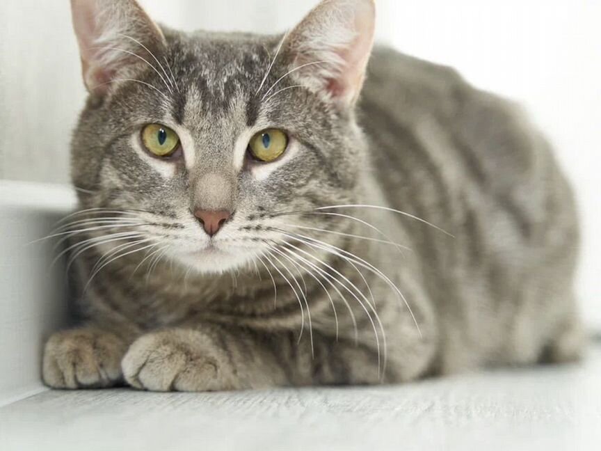 Грэй в добрые руки