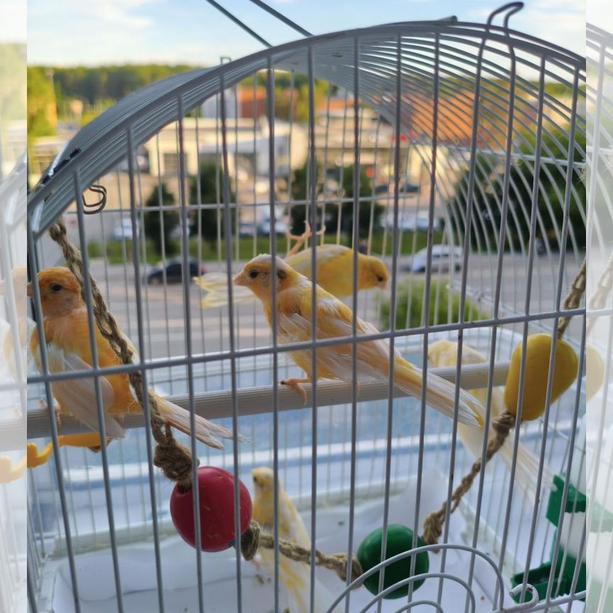 Молодые канарейки