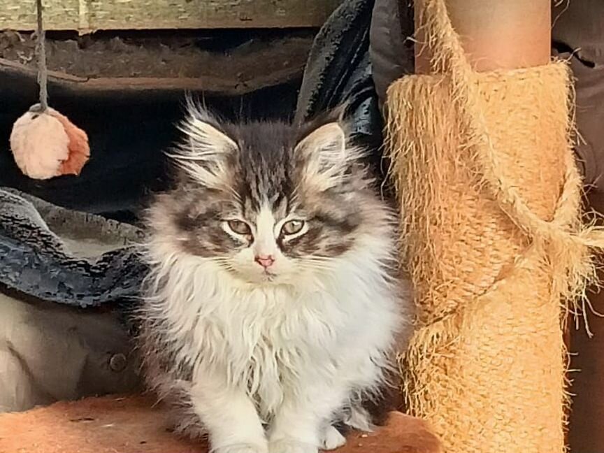 Раздам котят