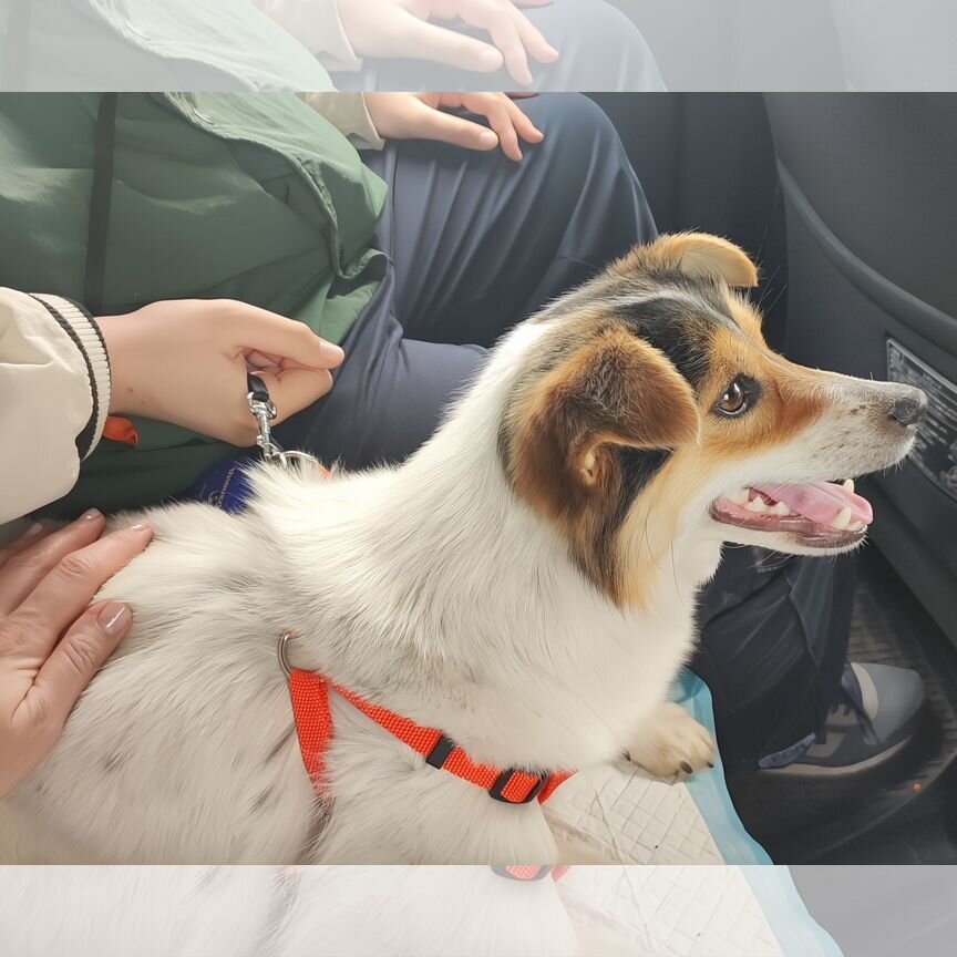 Джек-рассел-терьер, взрослая собака