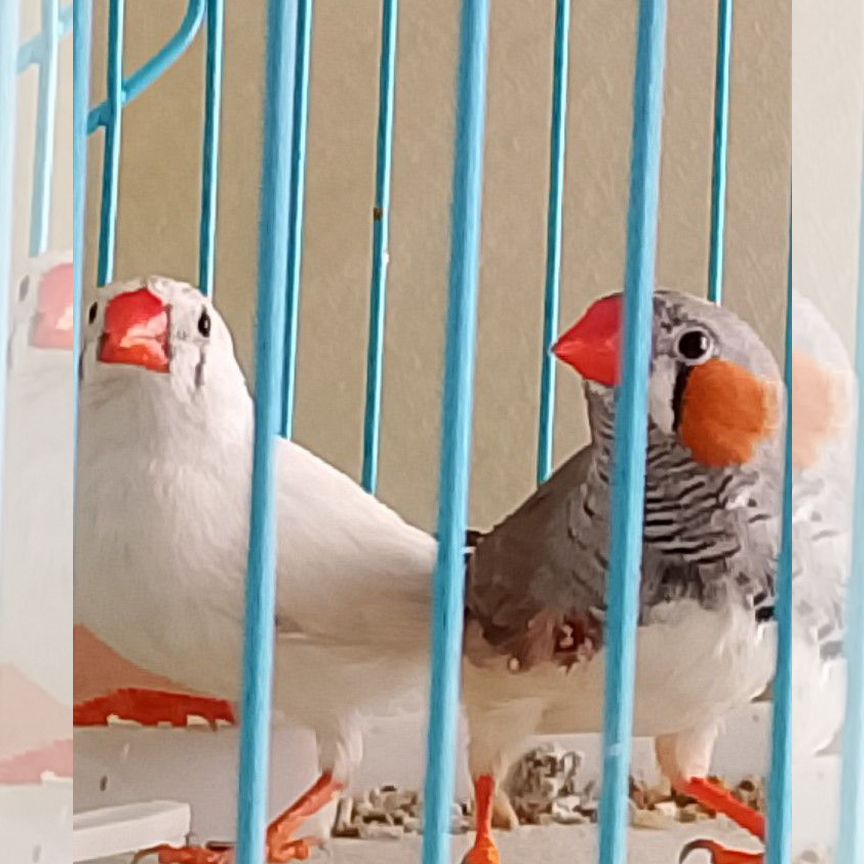 Амадины Мальчик и Девочка