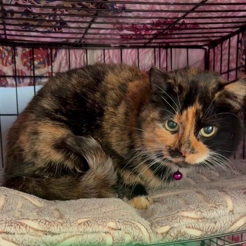 Взрослая, Девочка кошка в добрые руки