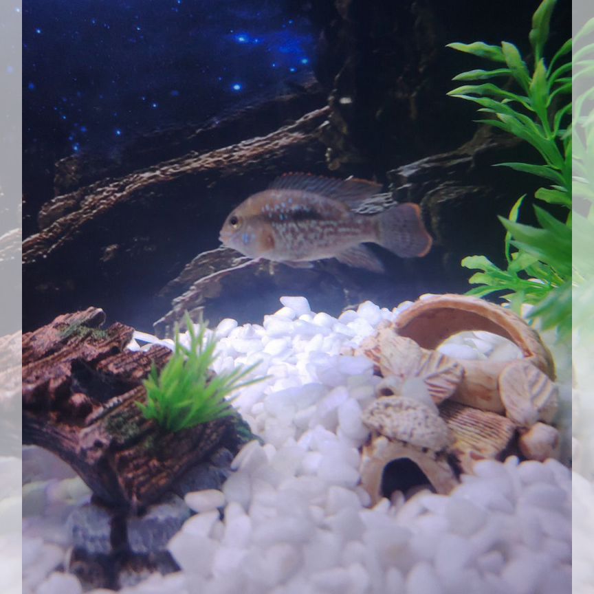 Акара бирюзовая