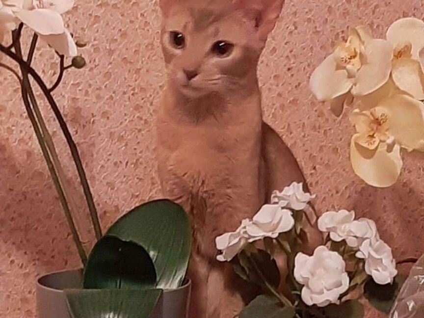 Абиссинские котята