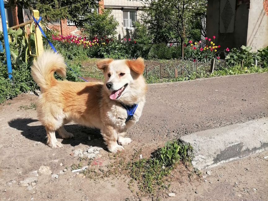 Собака в добрые руки