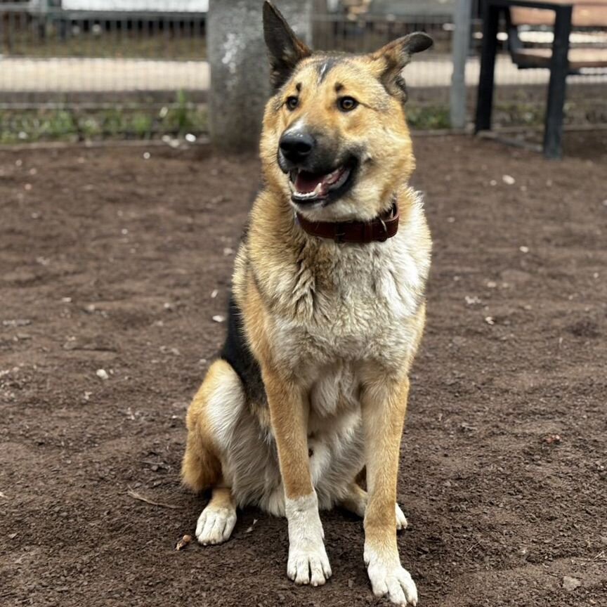 Взрослая собака в добрые руки