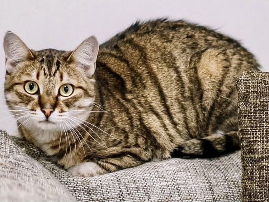 Котик лапочка