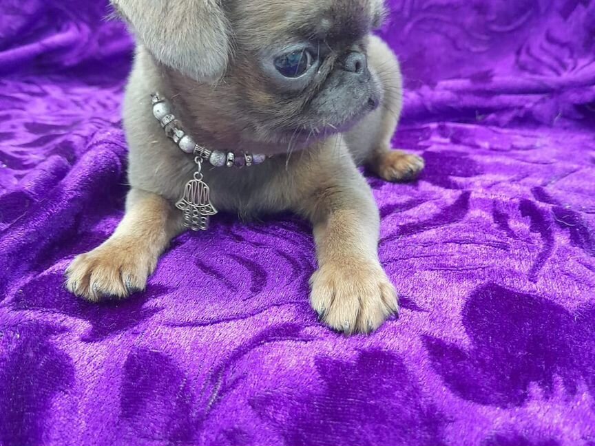 Щенки пти брабансона