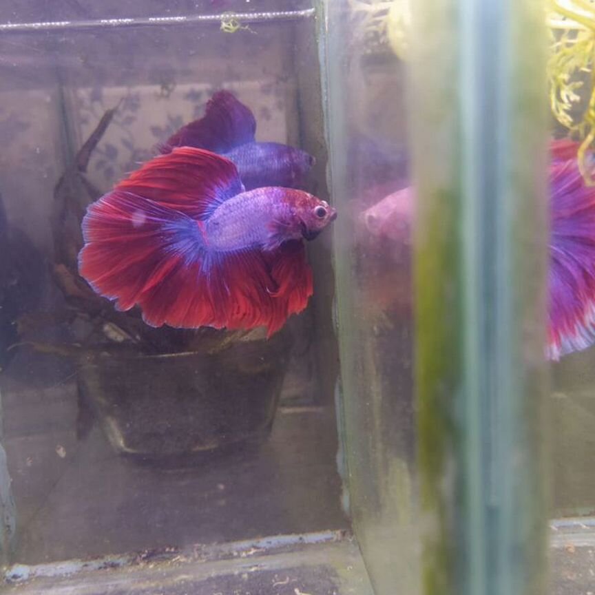 Рыбка петушок