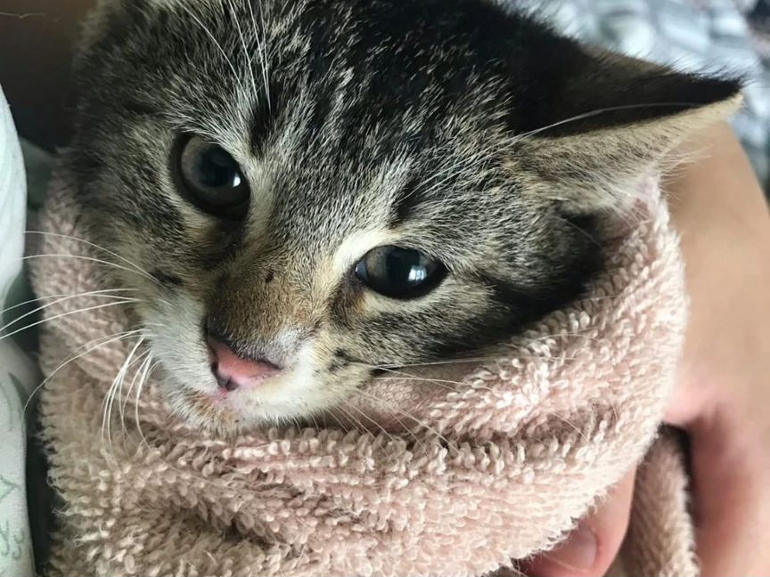 Спасённыш, котёнок, в добрые ручки