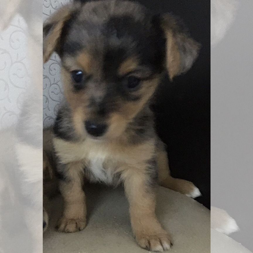 Немецкий шпиц, щенок