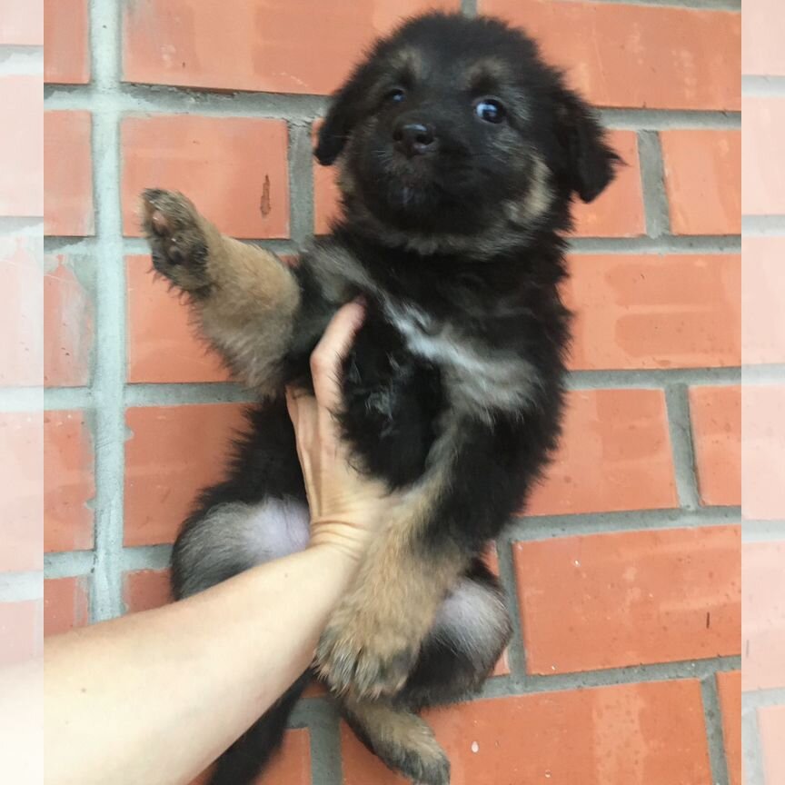 Немецкая овчарка, щенок