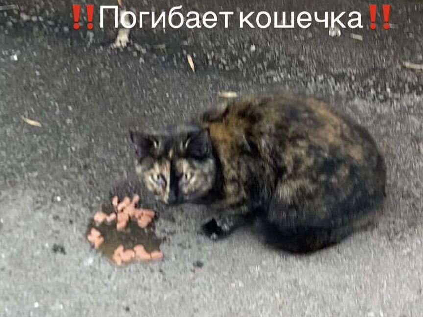 Болеет кошечка на Красноармейской