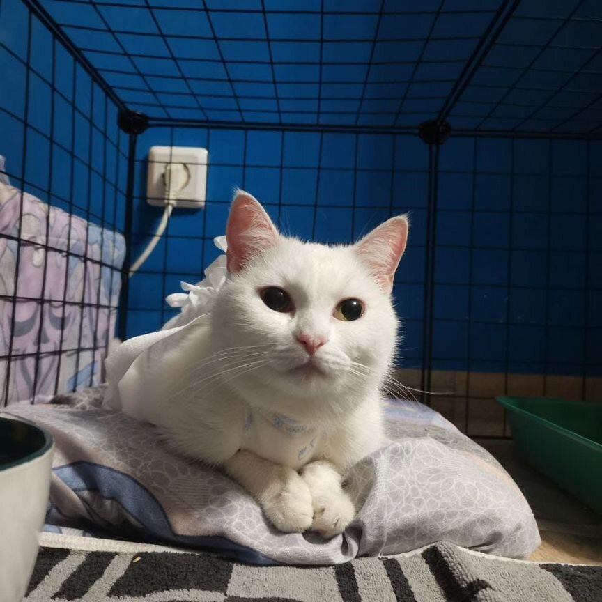 Кошечка в ответственные руки