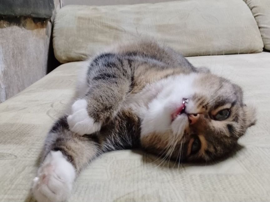 Кошки в добрые руки