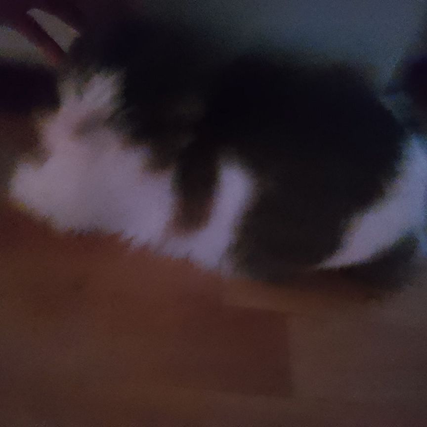 Отдам в добрые руки кота и кошку