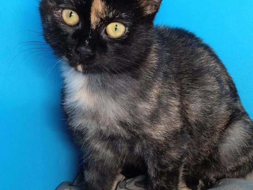 Котенок черепашка Аврора