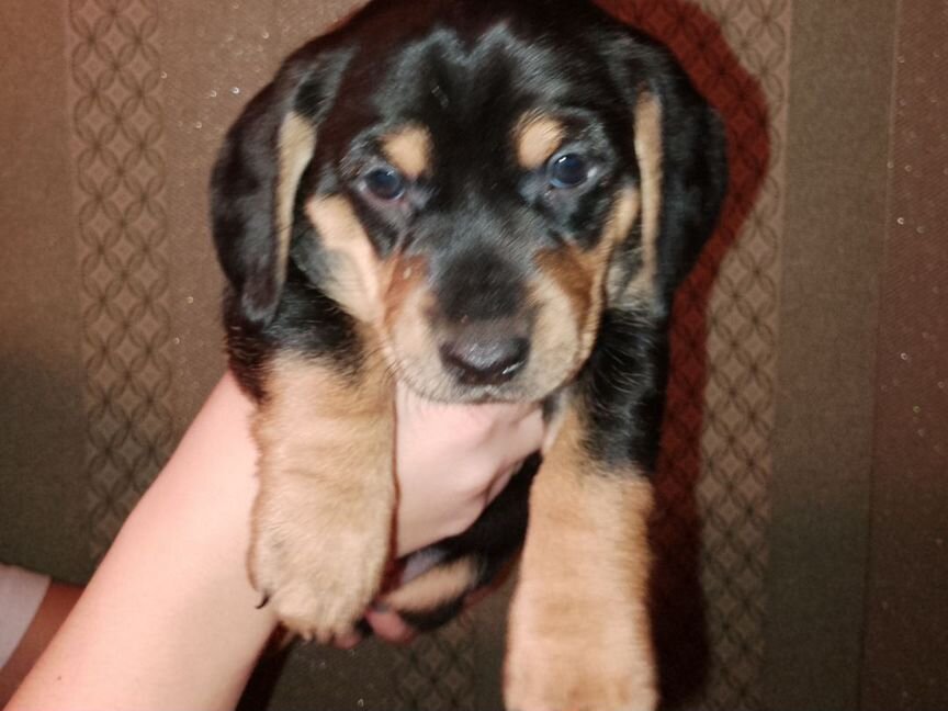 Щенок в добрые руки