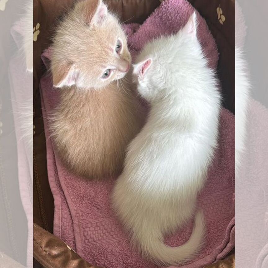 Отдам мальчика и девочку