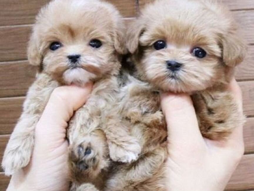 Щенки мальтипу