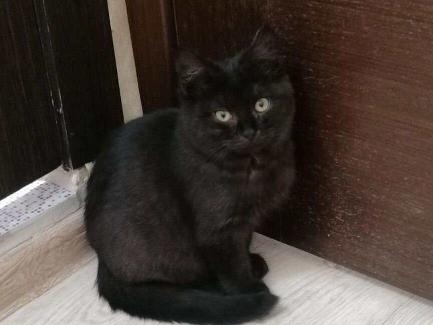 Кошки умняшки