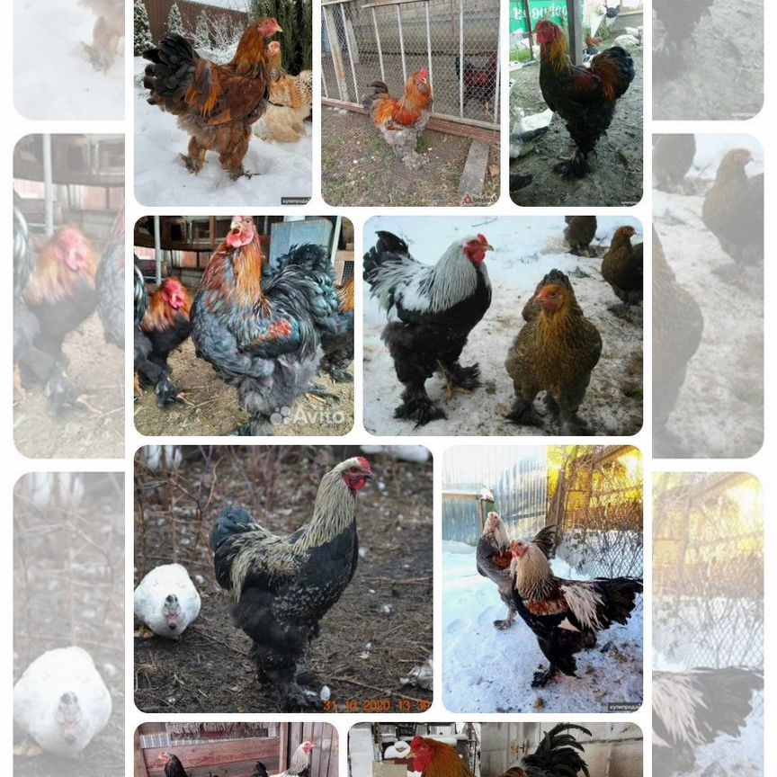 Молодые петухи