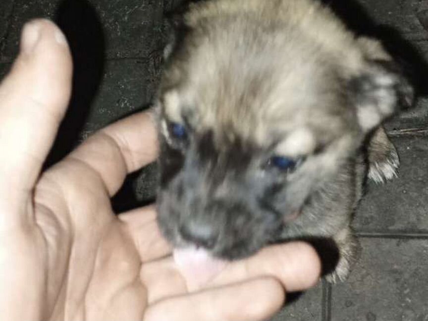 В добрые руки щенок, подкинули не знаю что делать