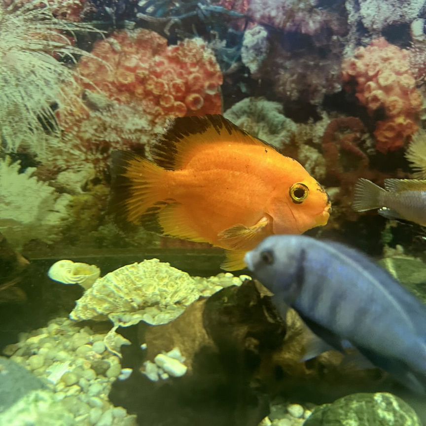 Рыба попугай