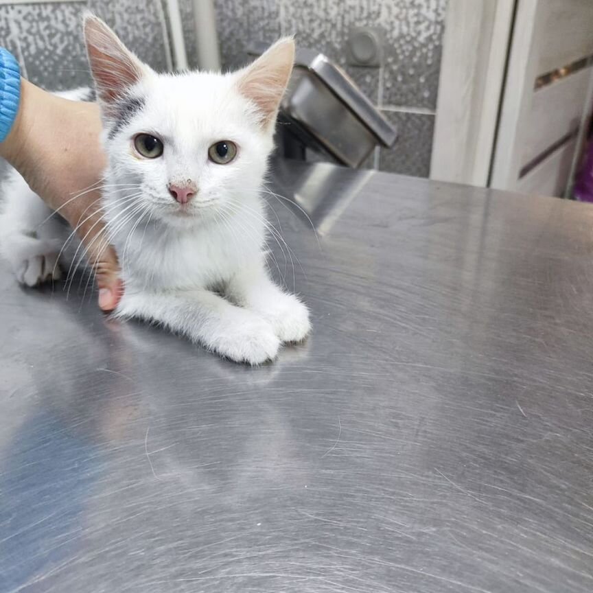 Котенок