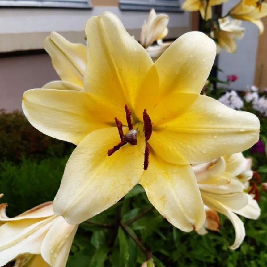 Продам рыбок гуппи