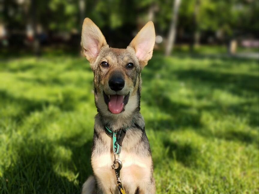 Очень хороший щенок 5 месяцев