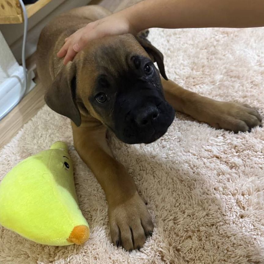 Кане-корсо, щенок