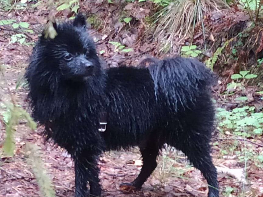 Шпиц-мальчик ищет девочку