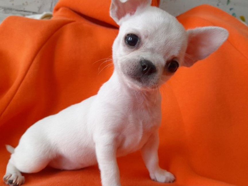 Щенки чихуахуа,кремовые-белые
