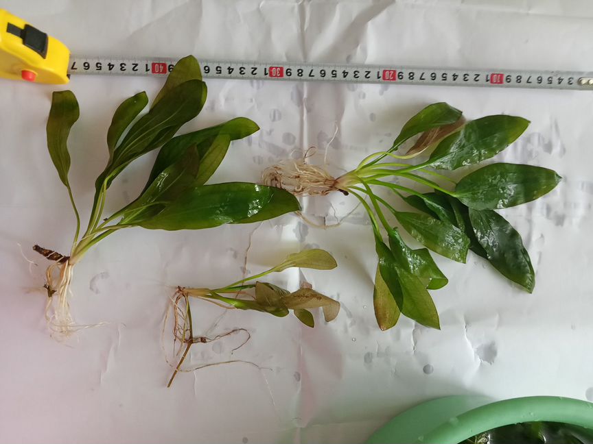 Аквариумные растения