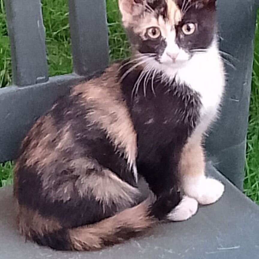 Котенок