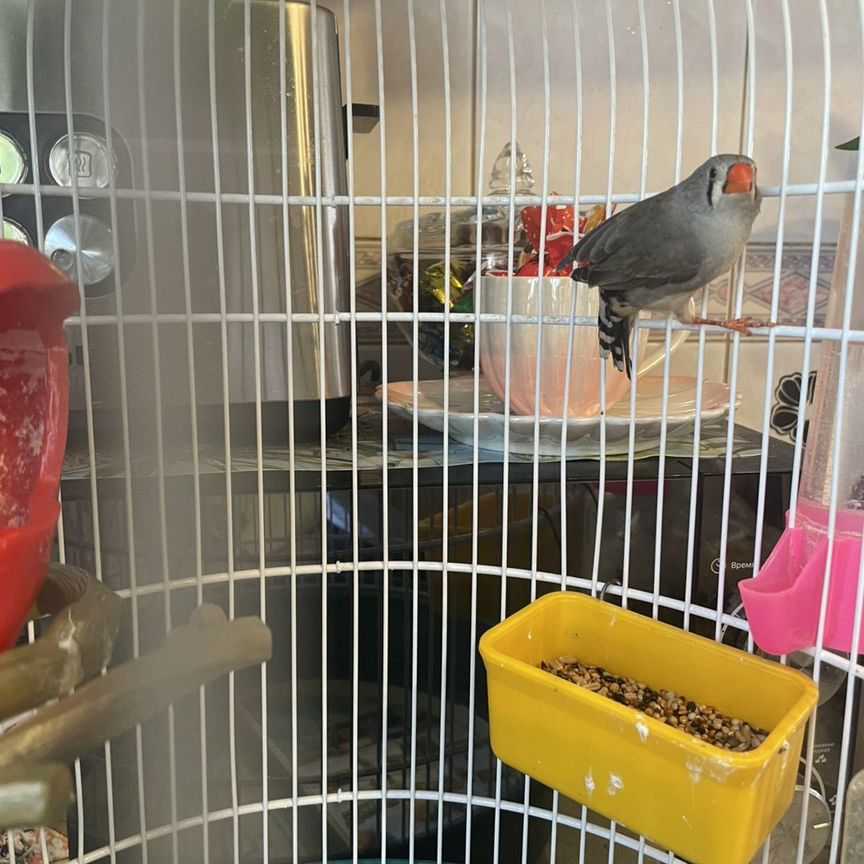 Зебровые амадины