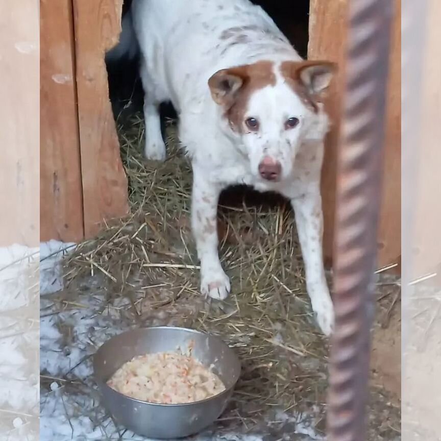 Взрослый пёс в добрые руки