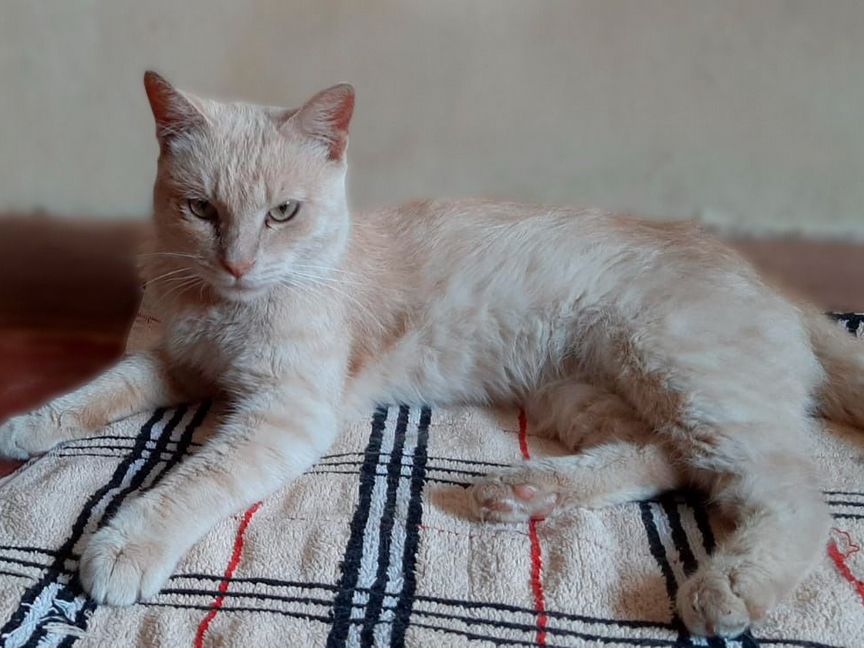 Кошки