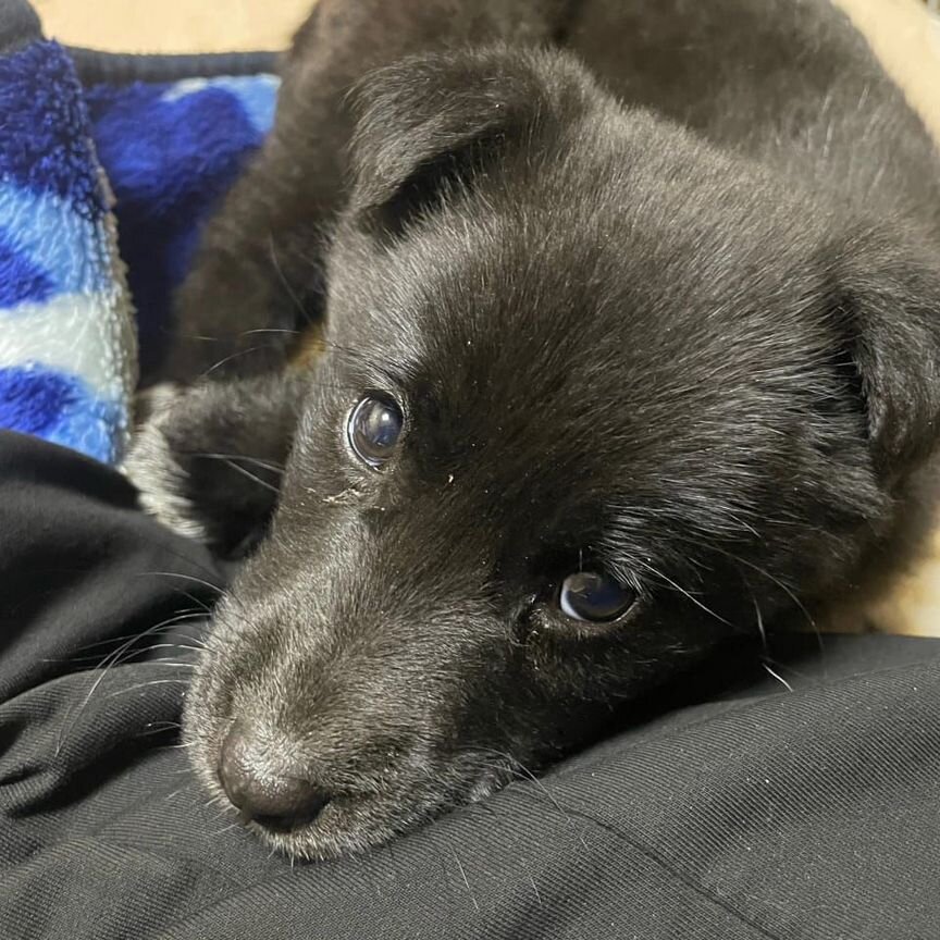 Щенок в добрые руки