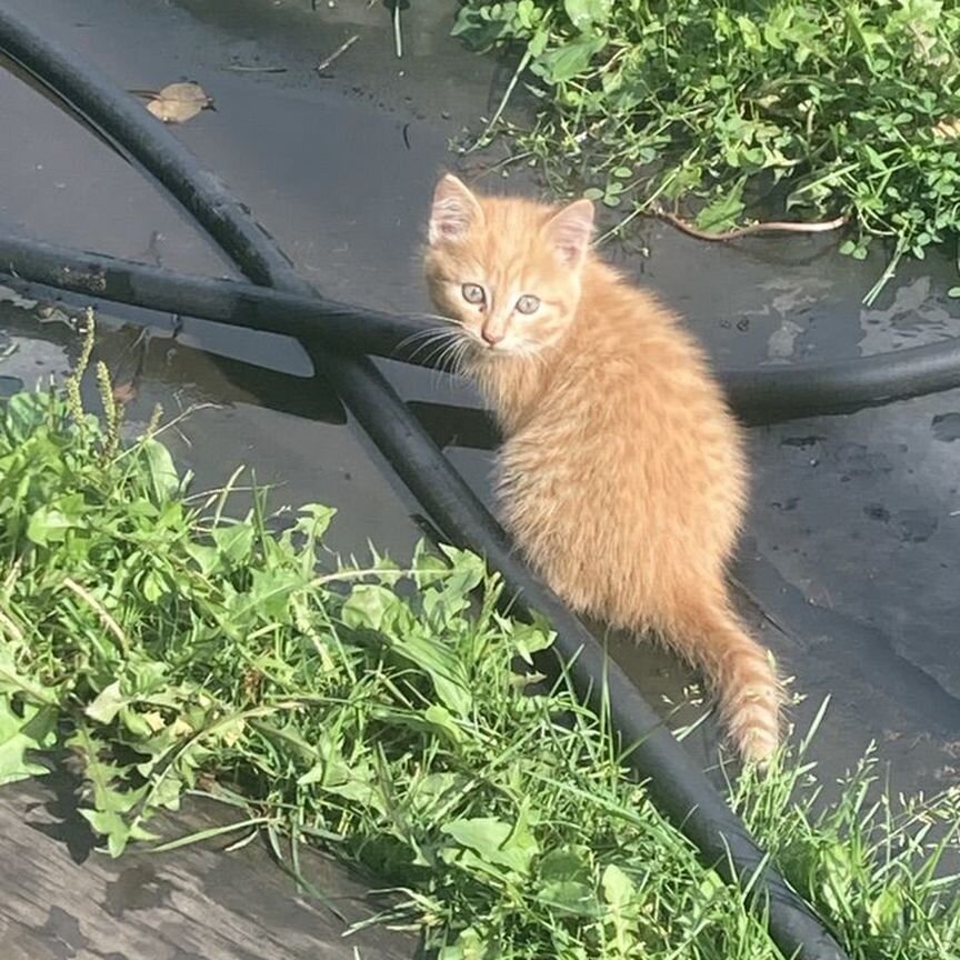 Котята в добрые руки бесплатно
