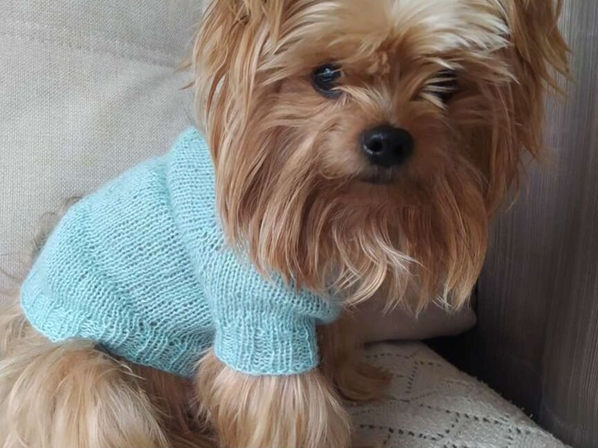 Одежда для собак. Новый свитер ручной работы