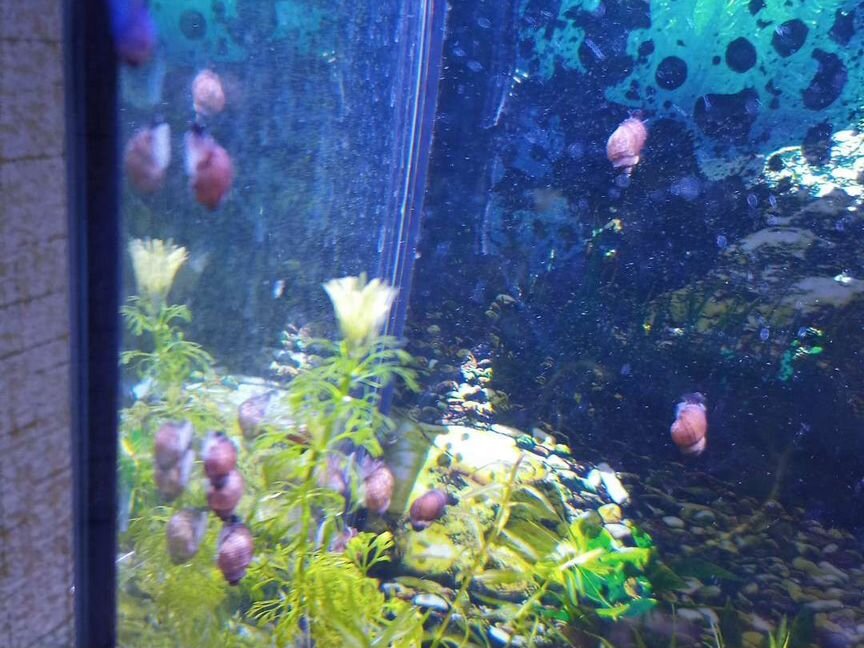 Улитки мелании